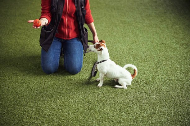 Tips For Puppy Training Dogtrainingtips website2 me tips-for-puppy-training-dogtrainingtips-website2-me